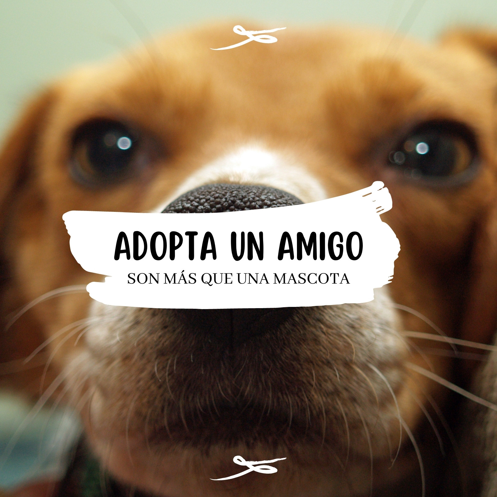 Personaliza online 205 plantillas de Logo De Perro - Canva