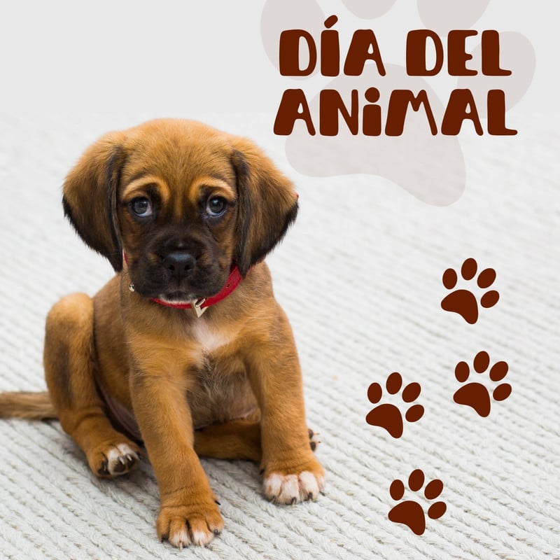 Facundo Dominguez – Canva