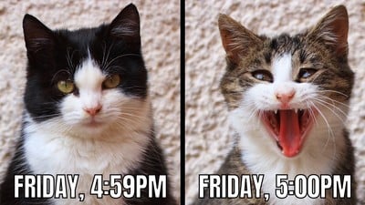 Free Meme Generator - Online Meme Maker & Creator | Canva