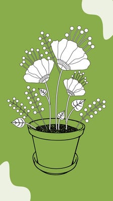 BBM STUDIO – Canva