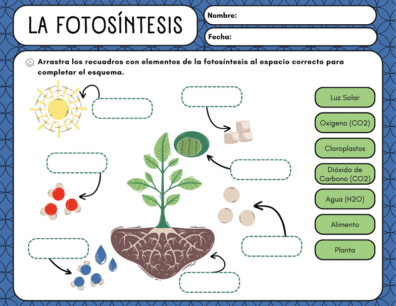 Hoja De Trabajo Sobre Fotosíntesis Y Respiración