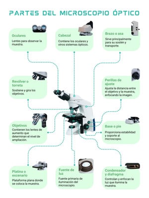 Partes Del Microscopio En Blanco