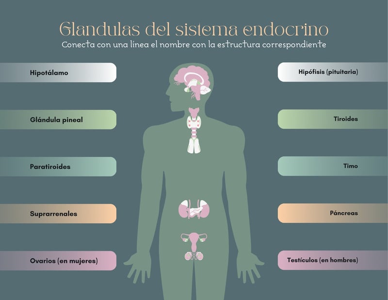 Sistema Endocrino Rotulado Sistema Endocrino | Its_asynotes | UDocz