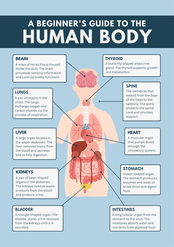 Free editable printable anatomy poster templates | Canva