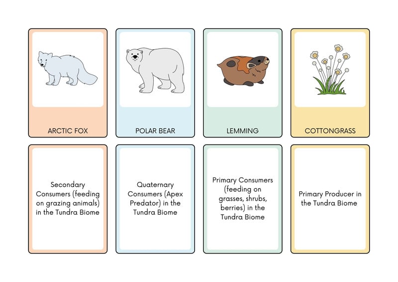 Tundra Biome Food Web Arctic – Polar Region Food Web Activity