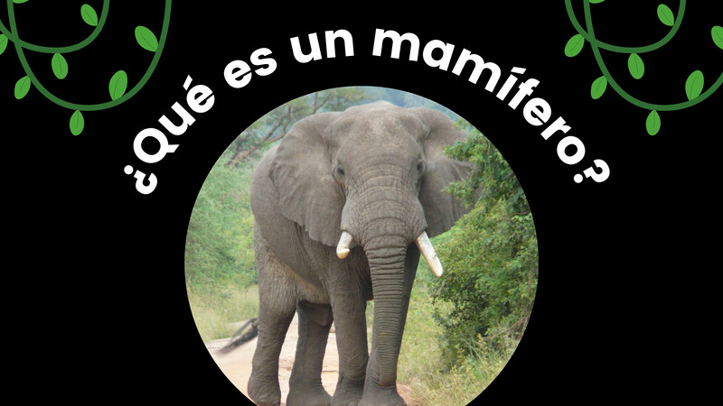 Task Me Jackie – Canva