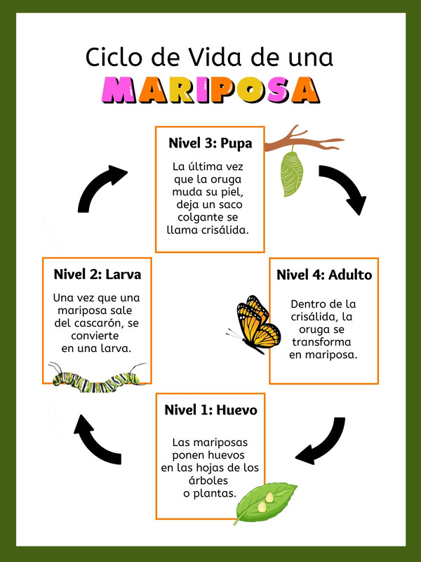 Ciclo De Vida De La Mariposa Hojas De Trabajo Activities In Spanish