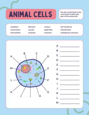 Animal And Plant Cell Diagram Worksheets