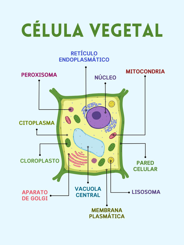 Modelo De Célula Vegetal Célula Eucariota
