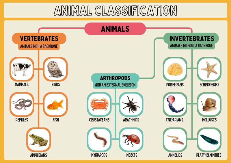 Invertebrates Classification Chart Invertebrates Chart | PPT