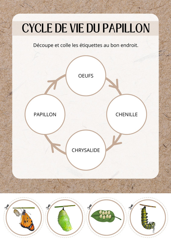 Roue Du Cycle De Vie Du Papillon Cycle De Vie Du Papillon / Place En
