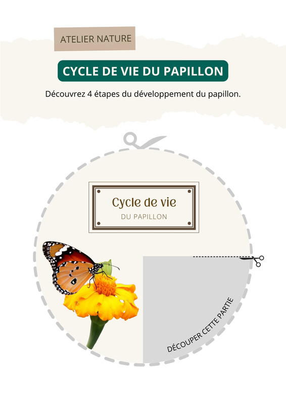 Roue Du Cycle De Vie Du Papillon Cycle De Vie Du Papillon / Place En