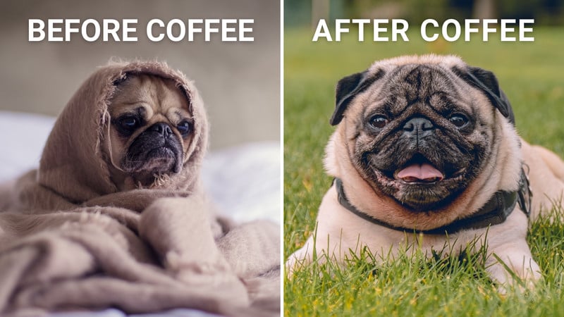 Free, customizable, shareable dog meme templates | Canva