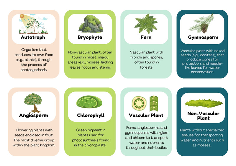 Plant Classification Chart Classifying Plants