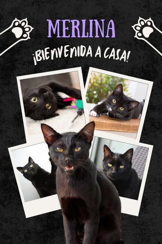 Personalizá online 54 plantillas de Collage De Fotos De Gatos - Canva
