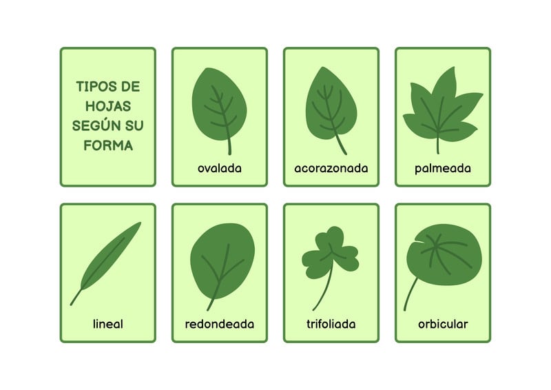 Clasificacin De Las Plantas Online Pdf Worksheet Plants Interactive