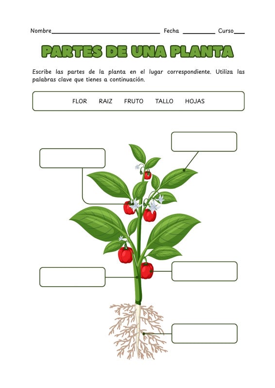 Ficha Partes De Una Planta Partes De Una Flor Ficha Con Los Nombres Y